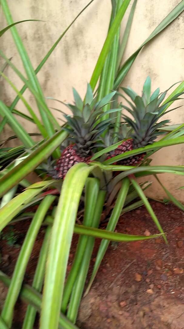 Nesting In Nature – The Soulful Nib